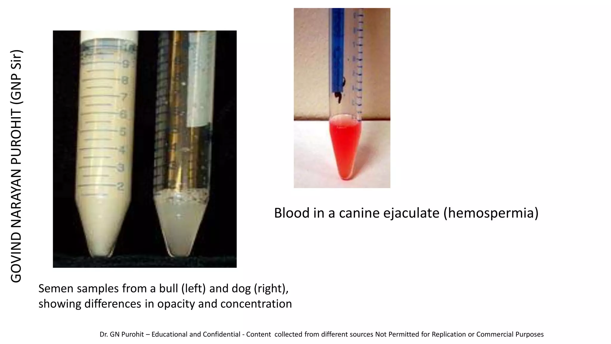 Andrology lecture 16 Semen collection from male animals and its ...