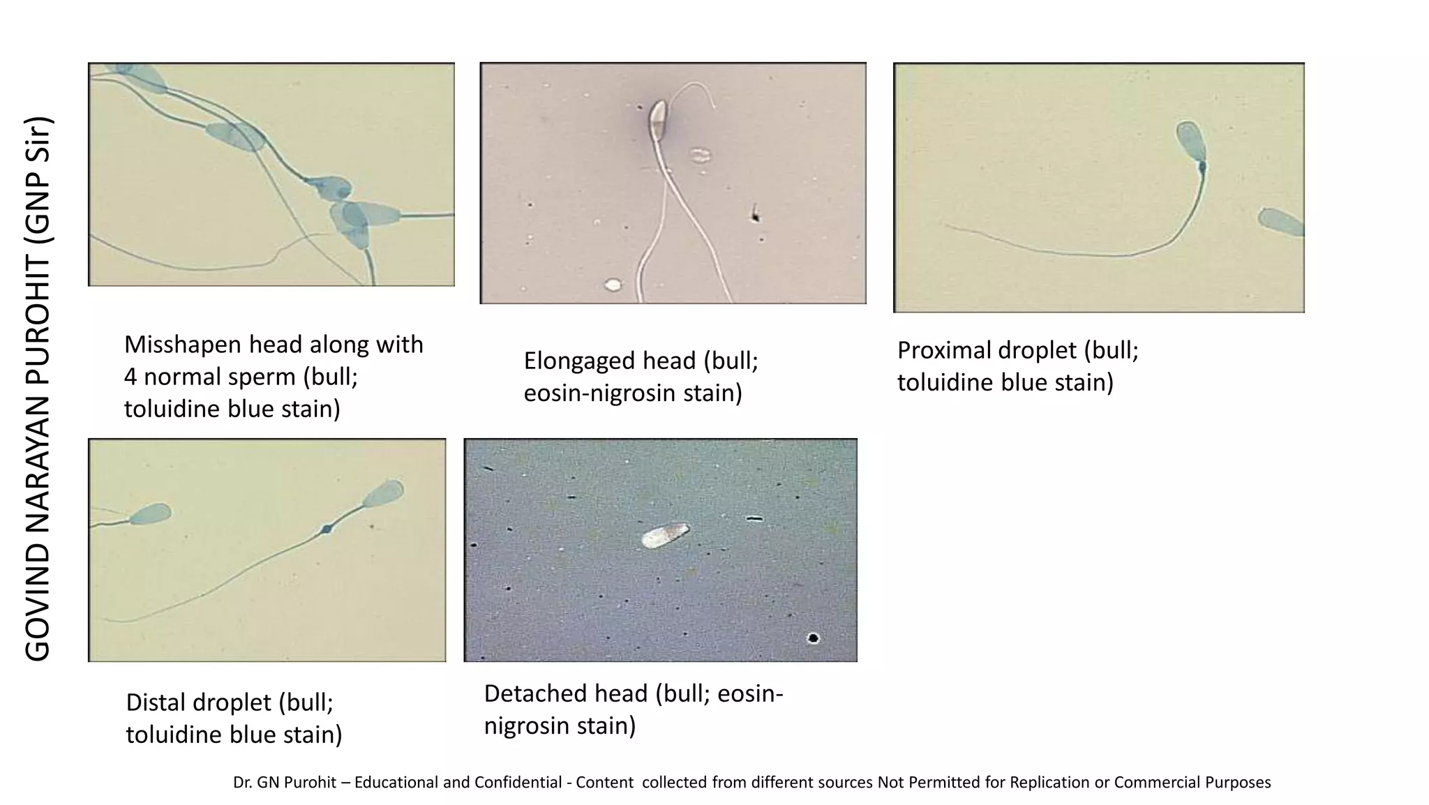 Andrology lecture 16 Semen collection from male animals and its ...