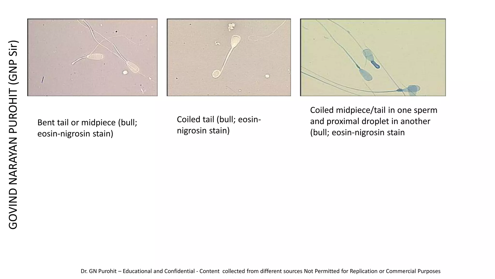 Andrology lecture 16 Semen collection from male animals and its ...