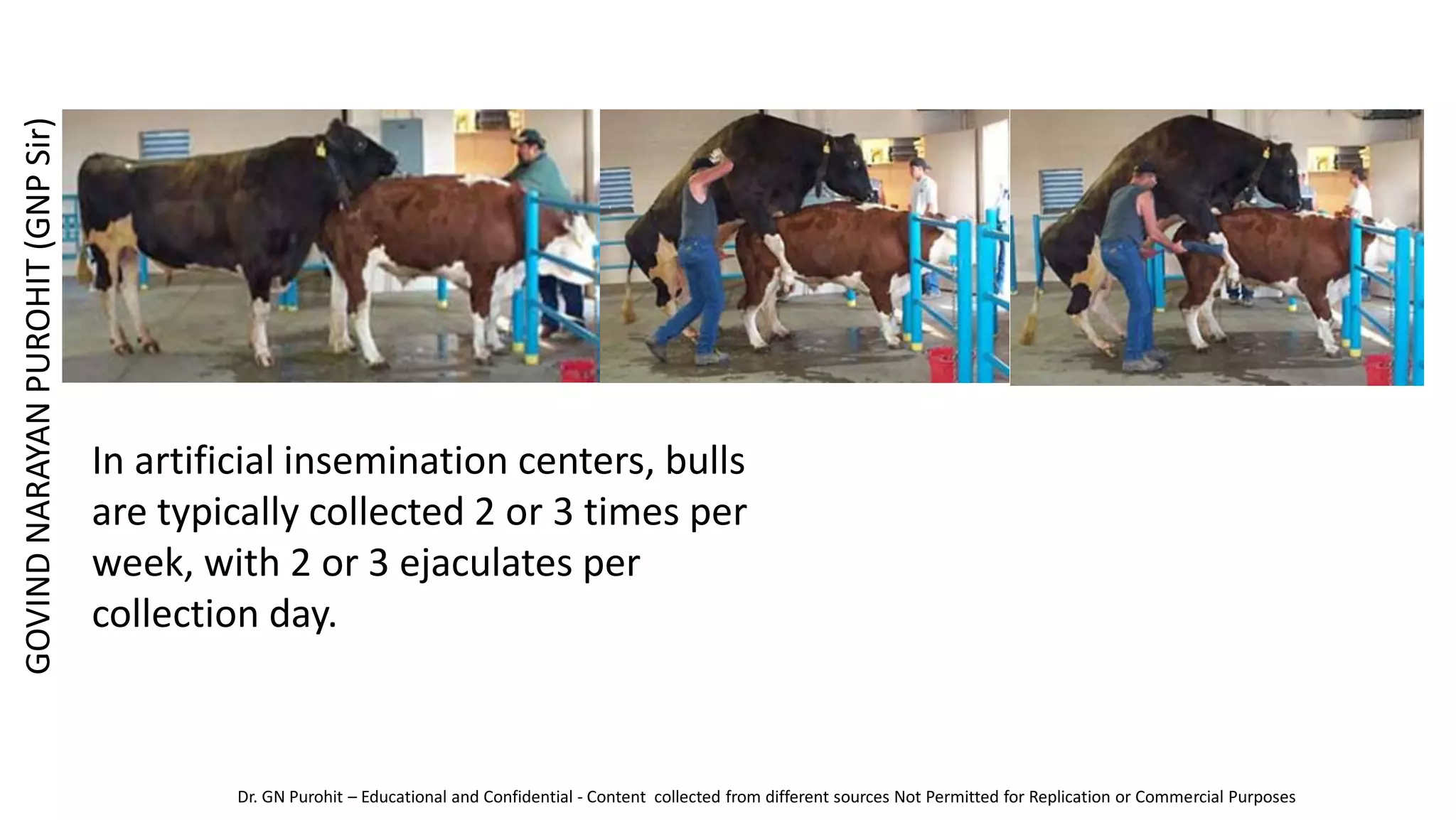 Andrology lecture 16 Semen collection from male animals and its ...