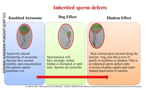 Andrology lecture 18 impotetia generandi part 1 | PDF | Infertility ...
