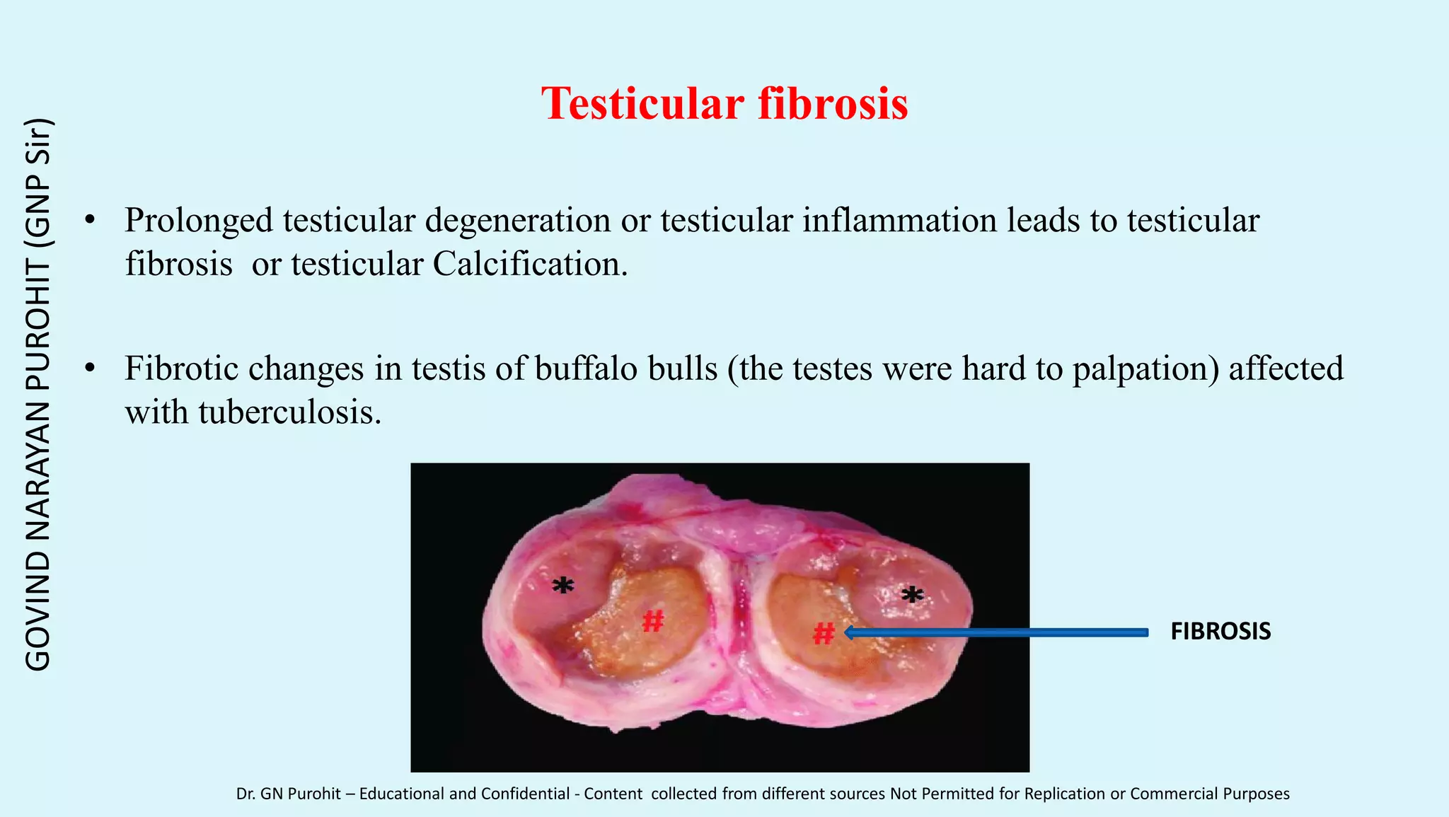 Andrology lecture 19 impotentia generandi part 2 | PDF