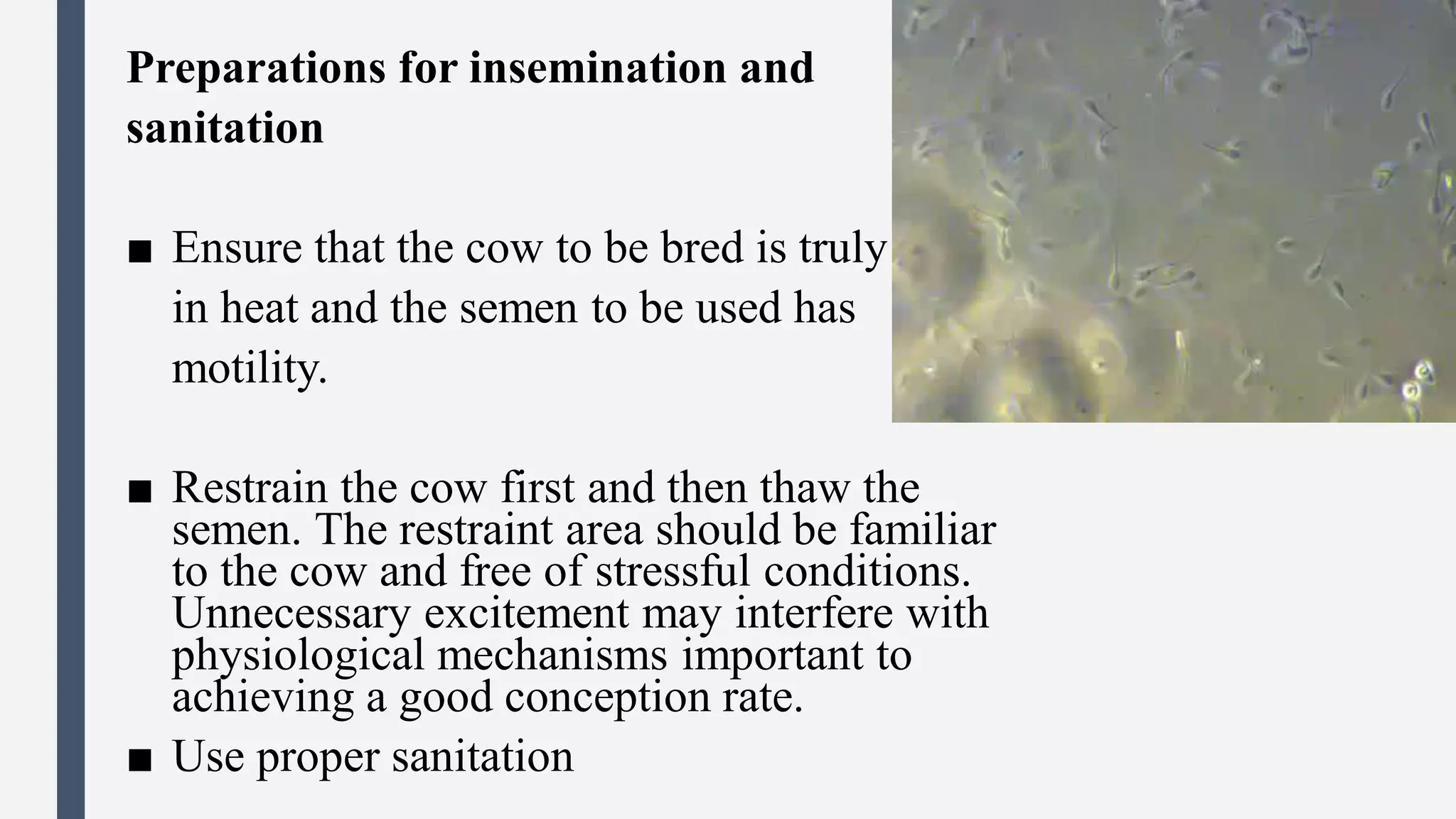 Andrology lecture 1 Technique of Artificial insemination in cattle | PDF
