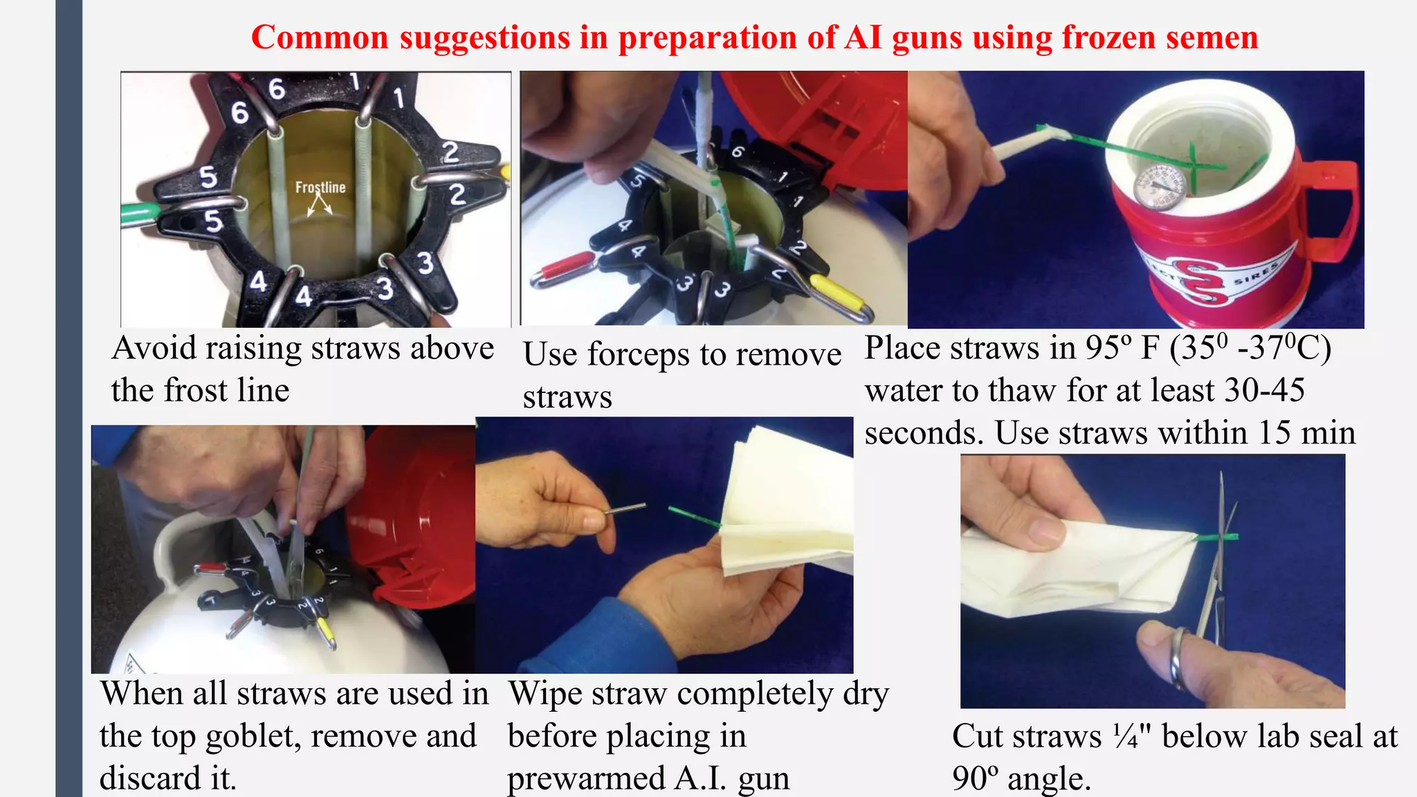 Andrology lecture 1 Technique of Artificial insemination in cattle | PDF