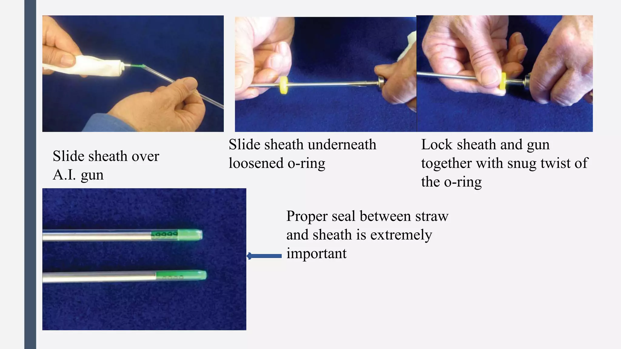 Andrology lecture 1 Technique of Artificial insemination in cattle | PDF