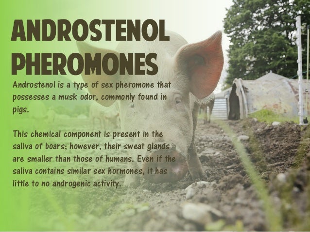 Androstenol vs Androstenone: The Truth About Pheromones