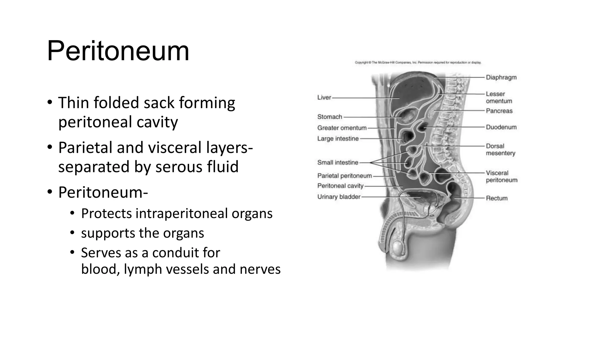 Clinical examination of the gi tract and abdomen [recovered] [recovered ...