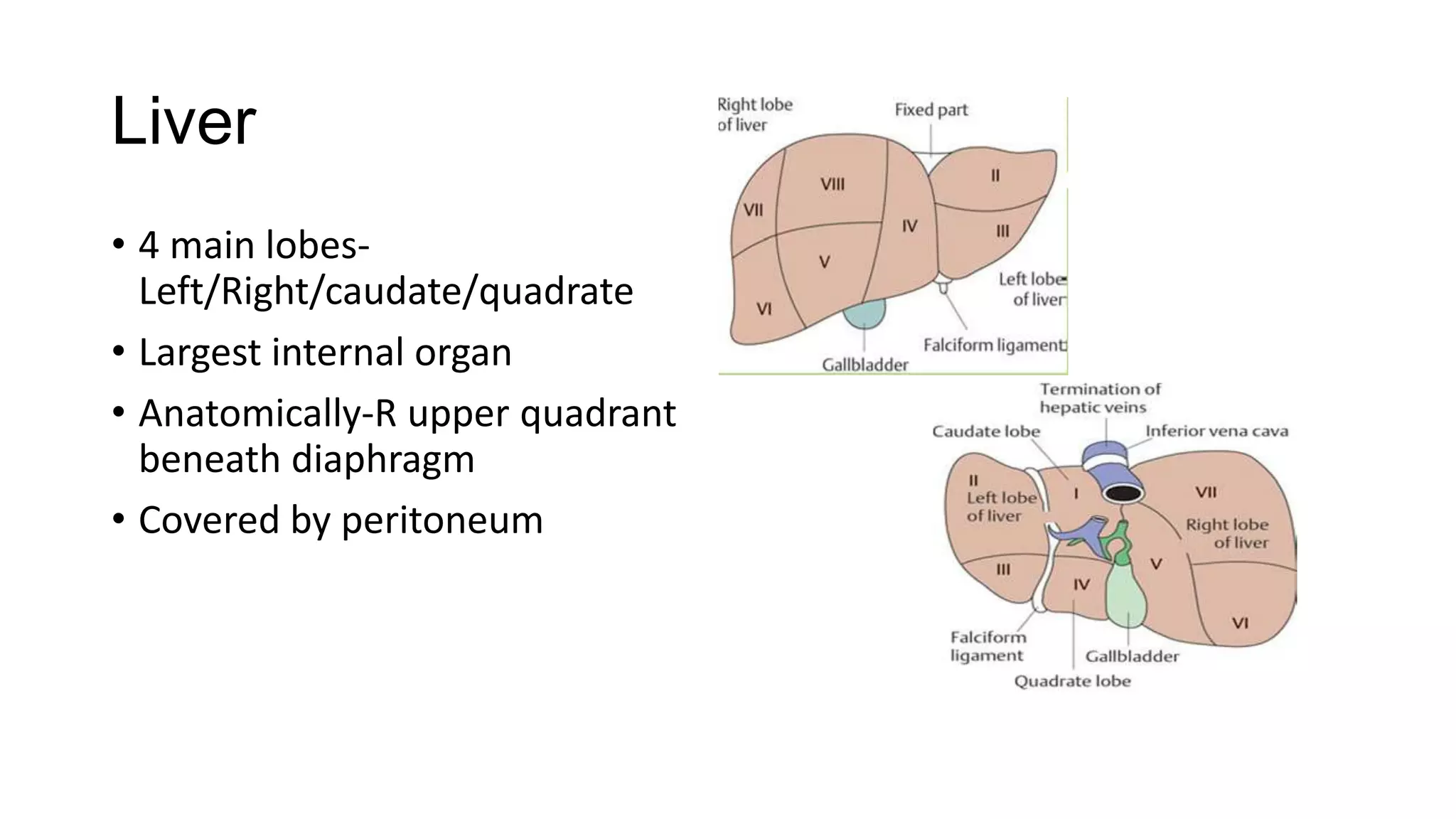 Clinical examination of the gi tract and abdomen [recovered] [recovered ...