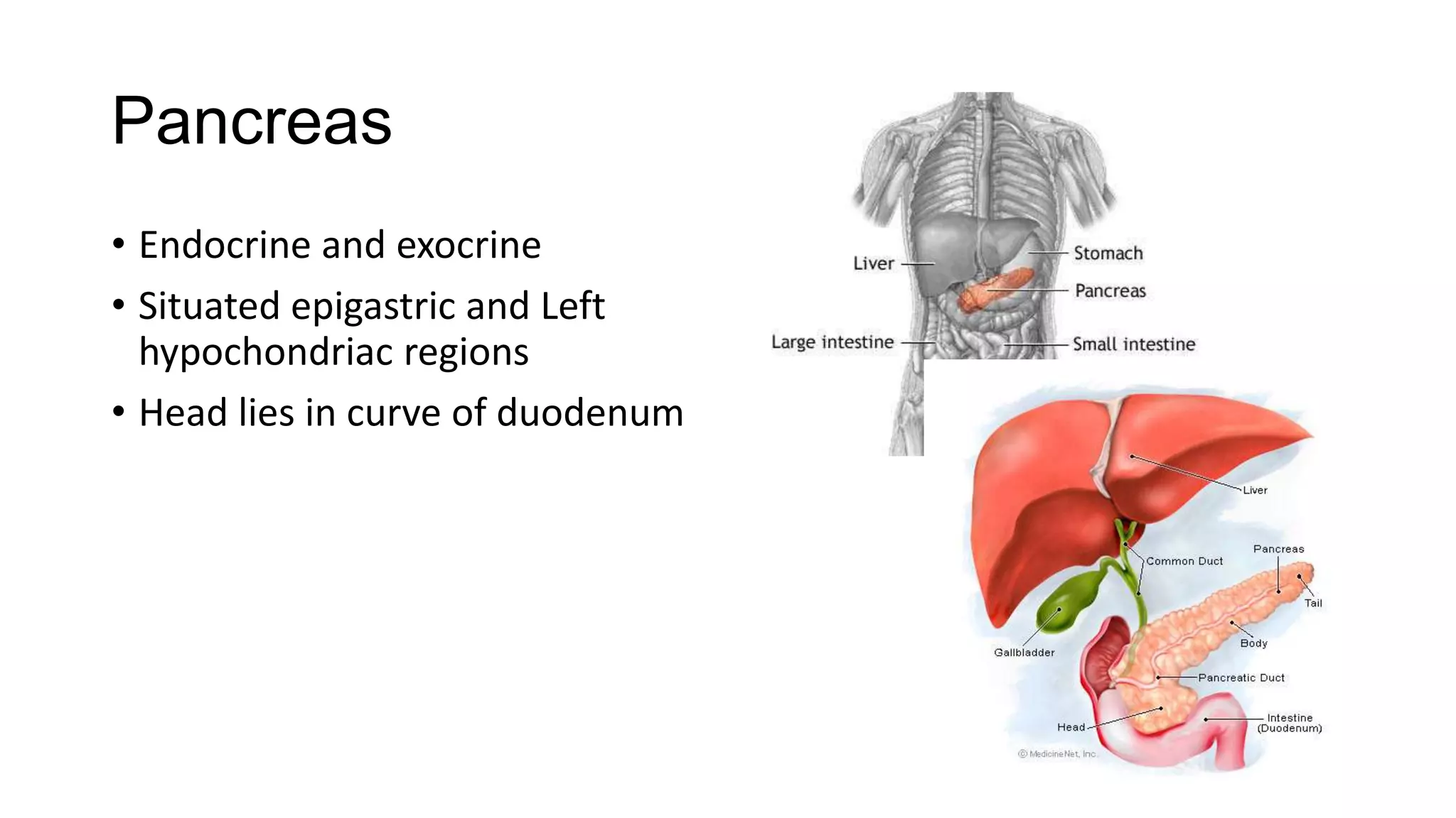 Clinical examination of the gi tract and abdomen [recovered] [recovered ...