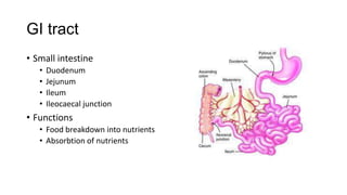 Clinical examination of the gi tract and abdomen [recovered] [recovered ...