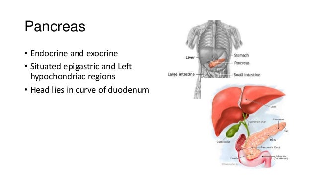 Clinical examination of the gi tract and abdomen [recovered] [recover…