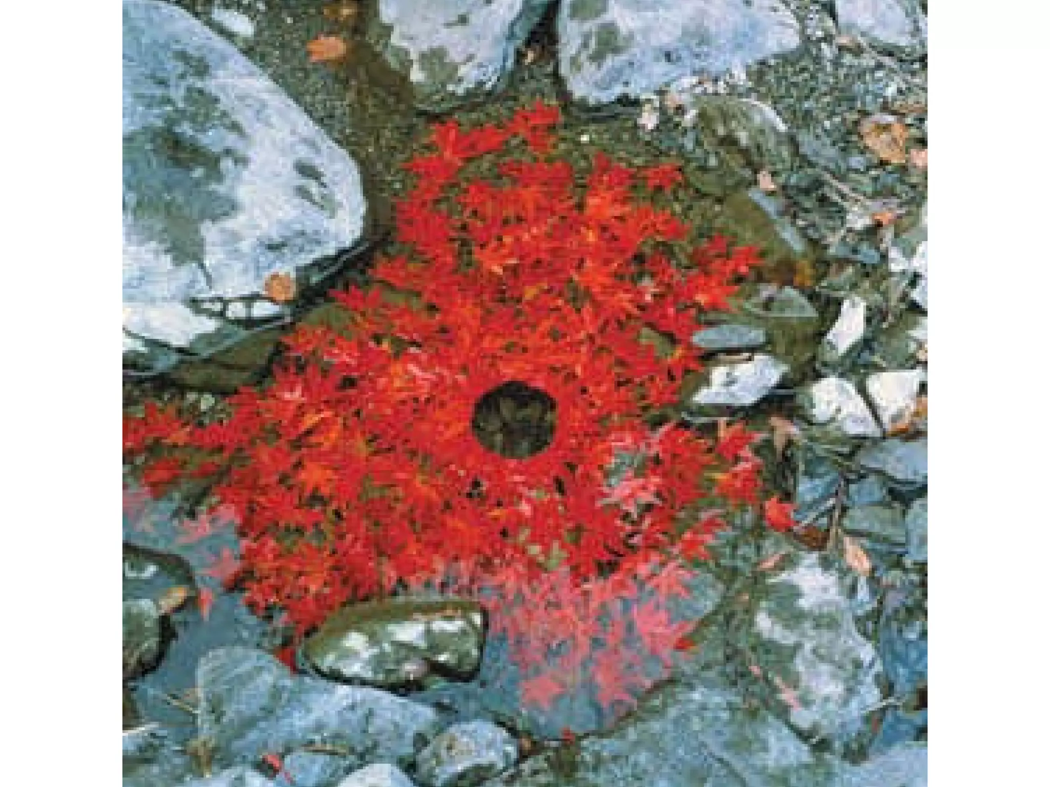 Andy goldsworthy | PPT