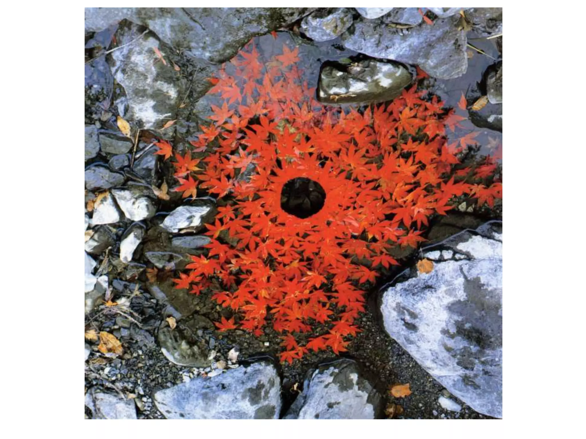 The Art of Andy Goldsworthy | PPTX