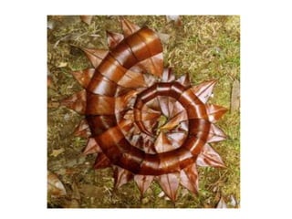 The Art of Andy Goldsworthy | PPTX