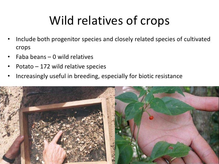 Crop Wild Relatives On the Rise