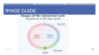 ANDY'S PPT on menstrual cycle in Physiology | PPTX