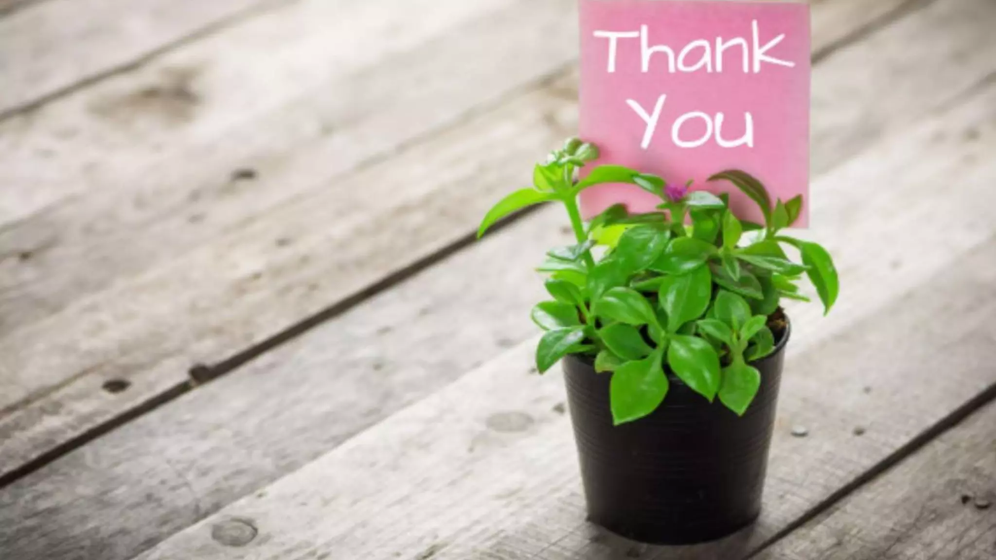 Medicinal Plants | PPT