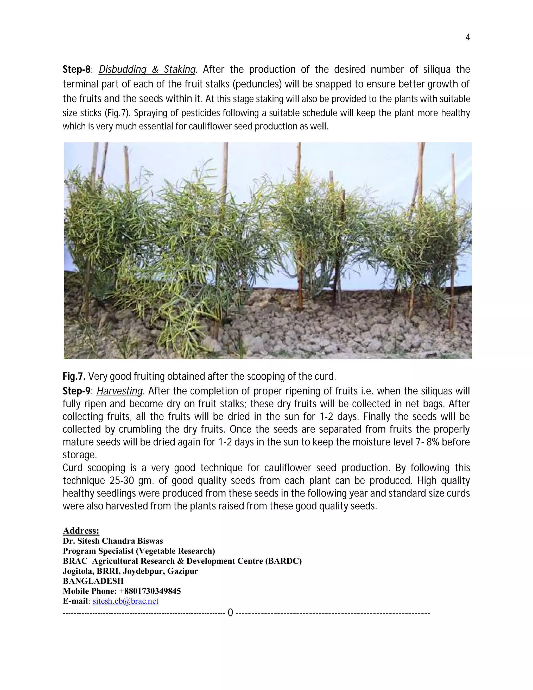 An effective technology for cauliflower seed production | PDF
