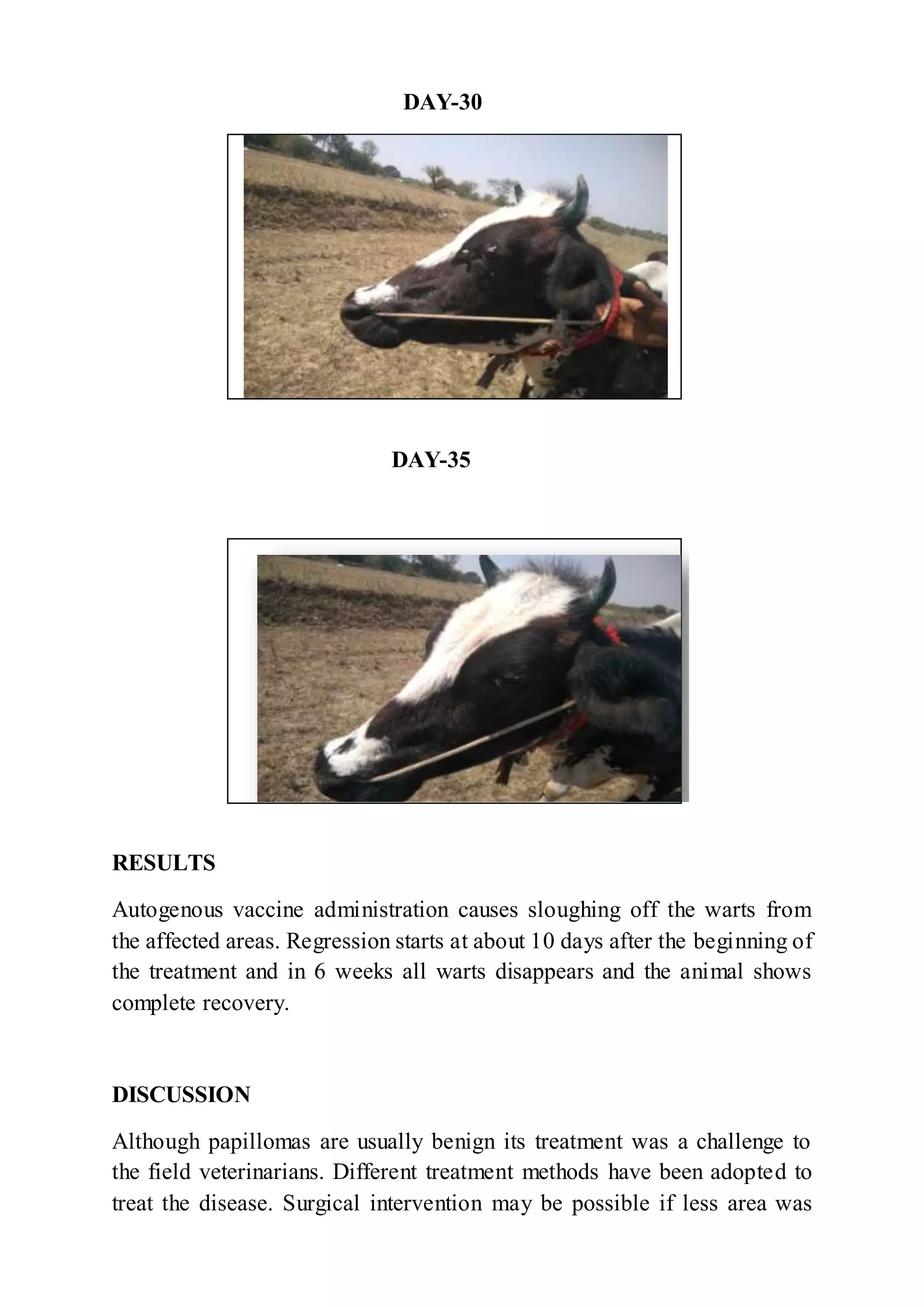 An Effective Tretment Of Warts In Cattle By Using Autogenous Vaccine Copy Pdf