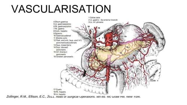 Gastric Perforation | PPT | Digestive Disorders | Diseases and Conditions