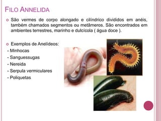 Anelídeos e Moluscos | PPTX