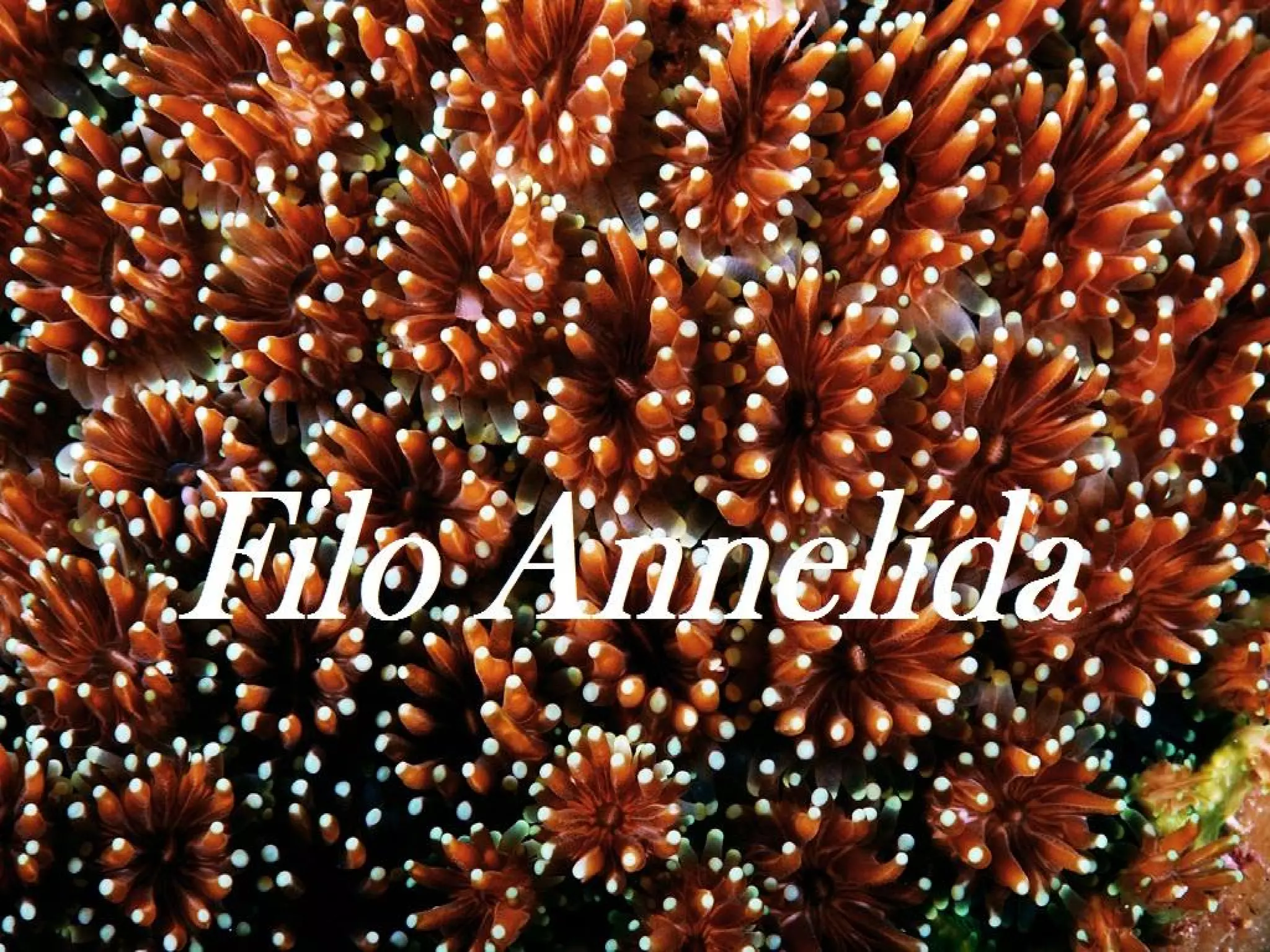 Anelídeos: Características dos principais grupos do filo Annelida | PPT