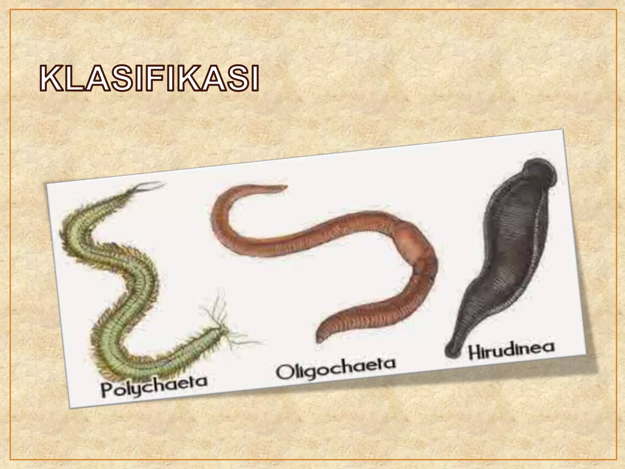 Annelida (cacing gelang) | PPTX