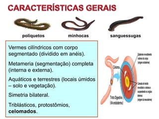 ANELIDEOS: CARACTERÍSTICAS, REPRODUÇÃO E CICLO DE VIDA. | PPT