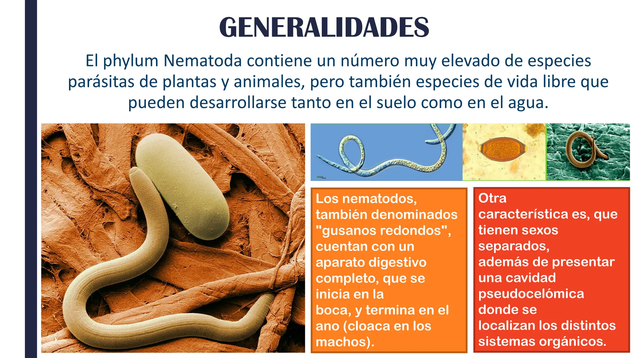 Introducción a los phylum annelida, mollusca y nematoda | PDF