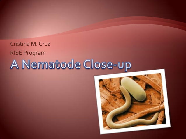 A nematode close up | PPTX