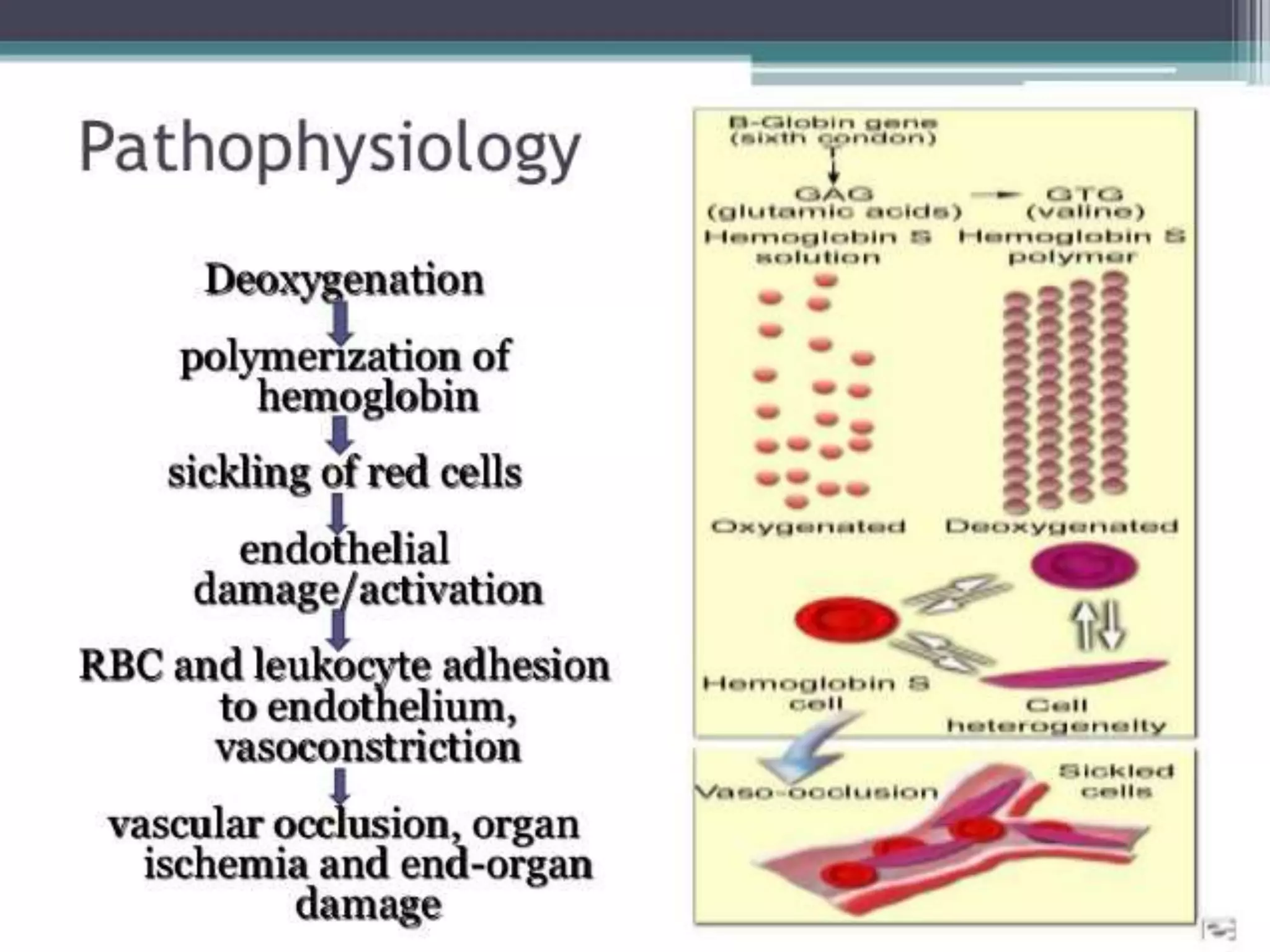 Anemia | PPTX