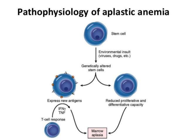 Anemia | PPTX | Blood Disorders | Diseases and Conditions