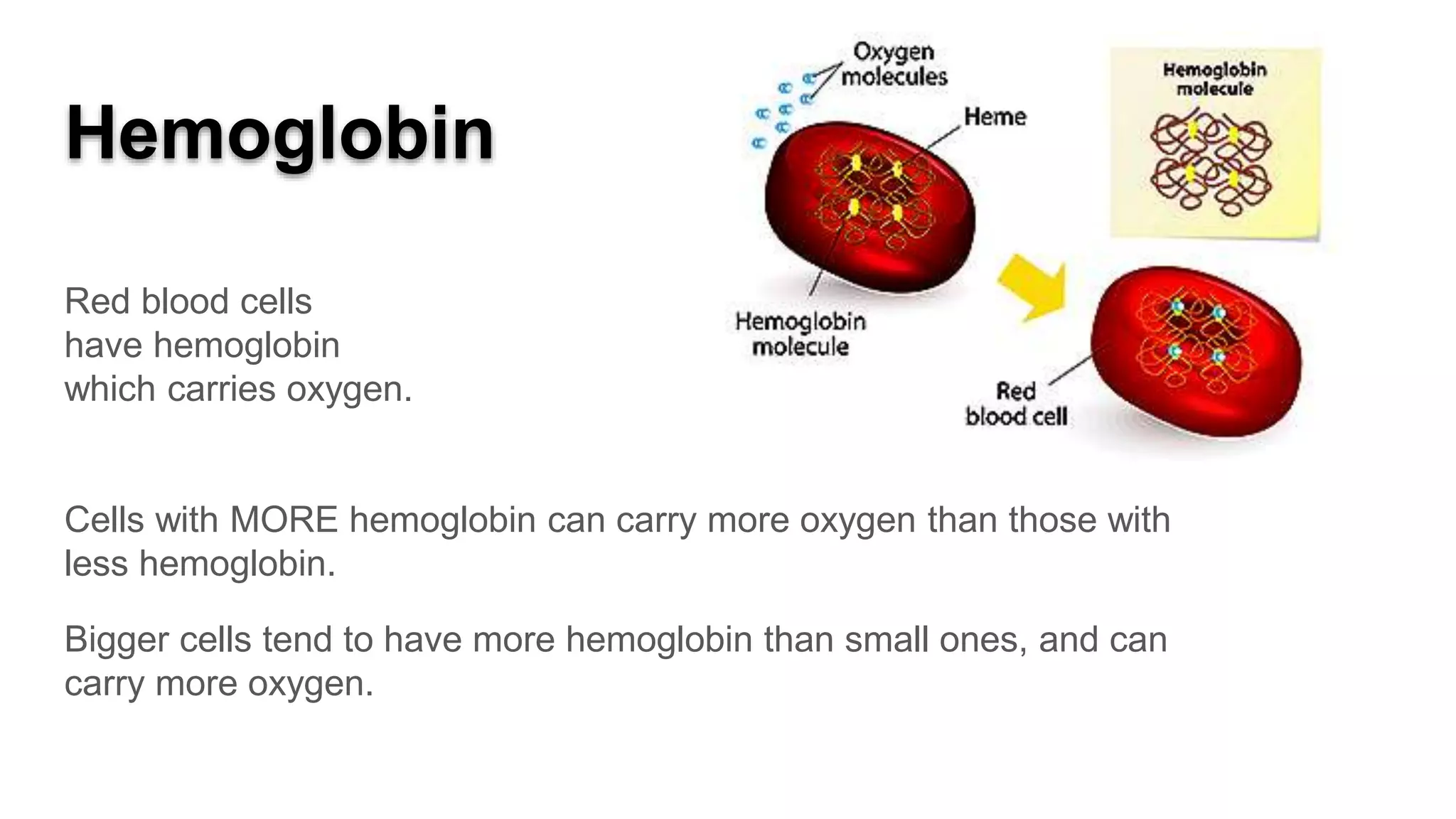 Anemia | PPTX