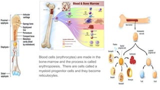 Anemia | PPTX