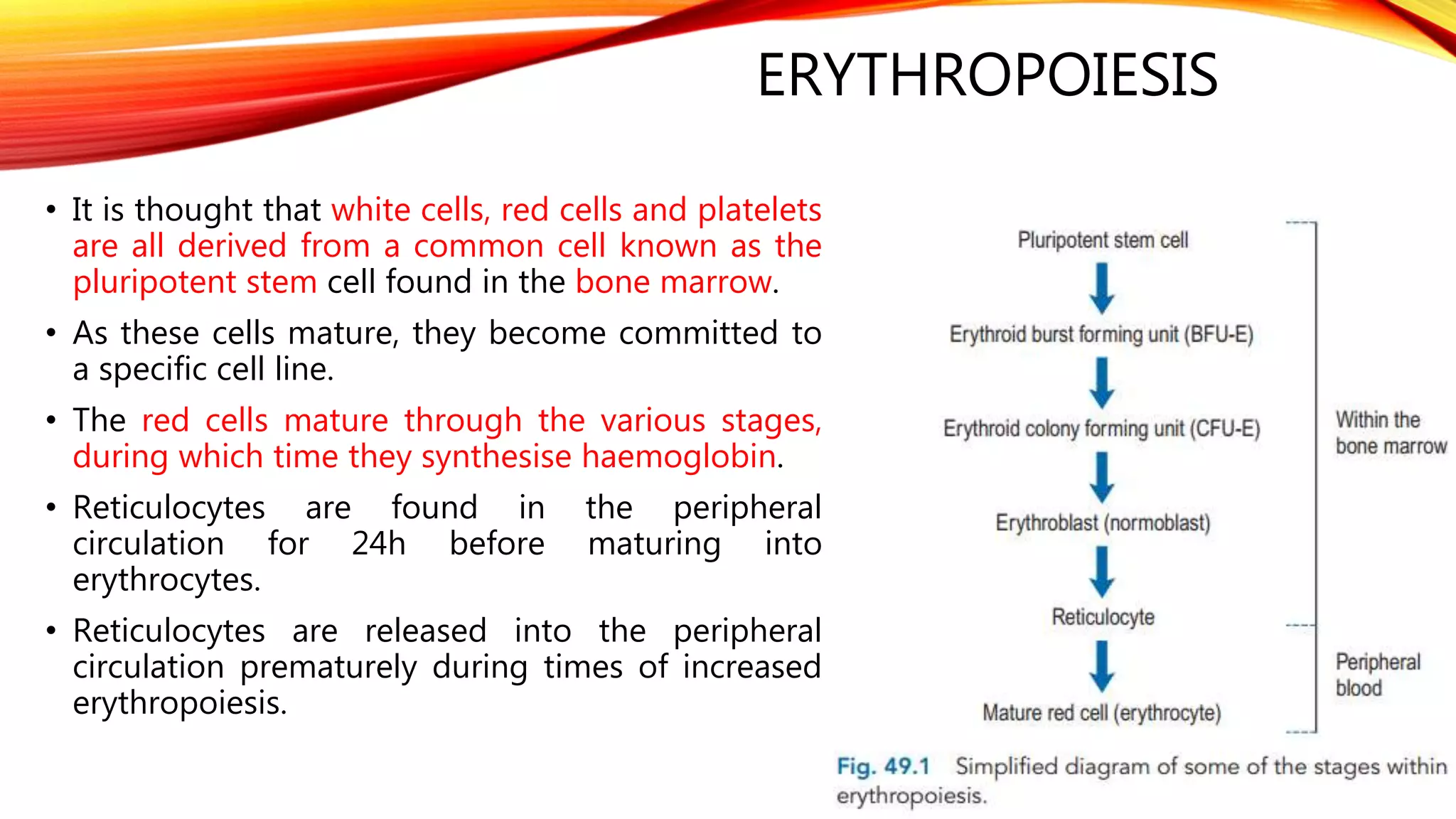 Anemia - Types, Pathophysiology, Clinical Manifestations, Etiology ...