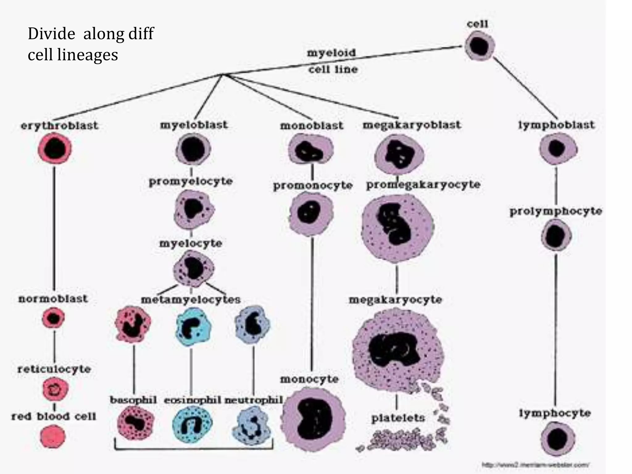 Anemia classification, cf, lab diagnosis | PPT