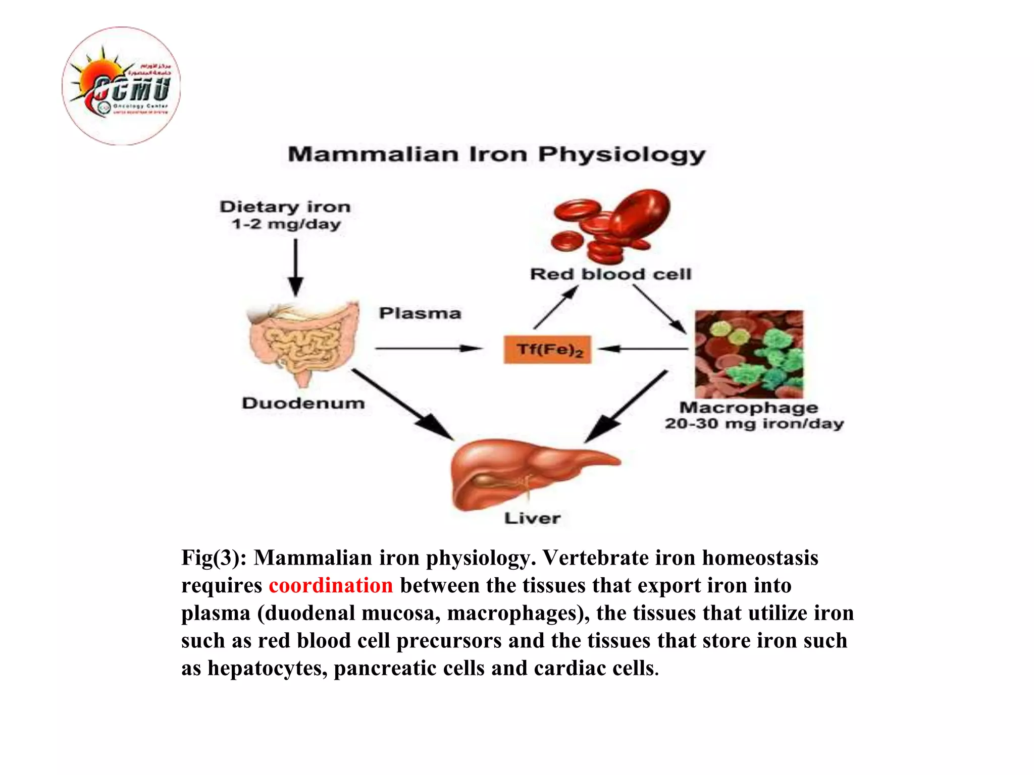 Anemia overview prof.Noha Eisa | PPTX