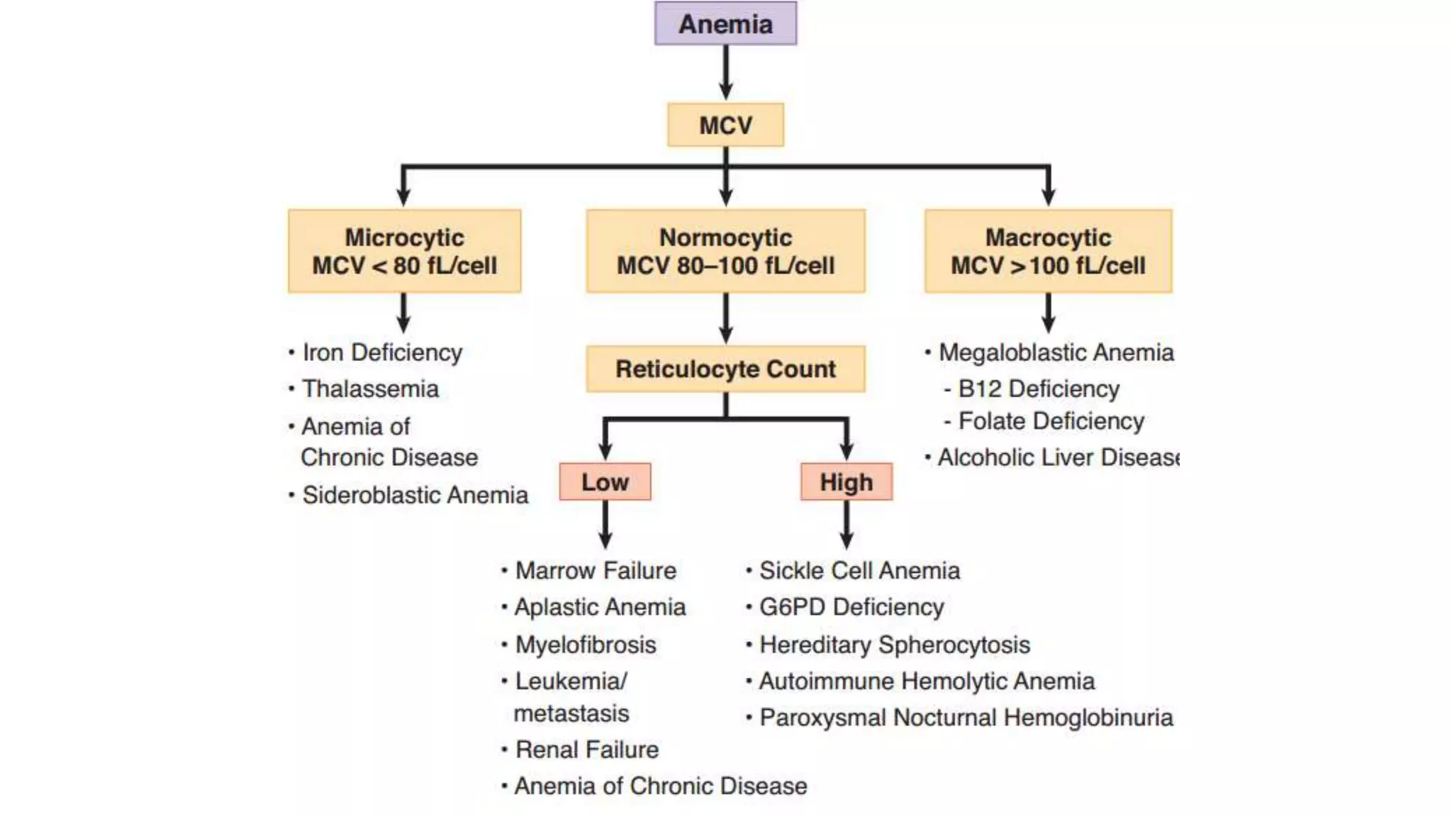 pathology of Anemia | PPTX