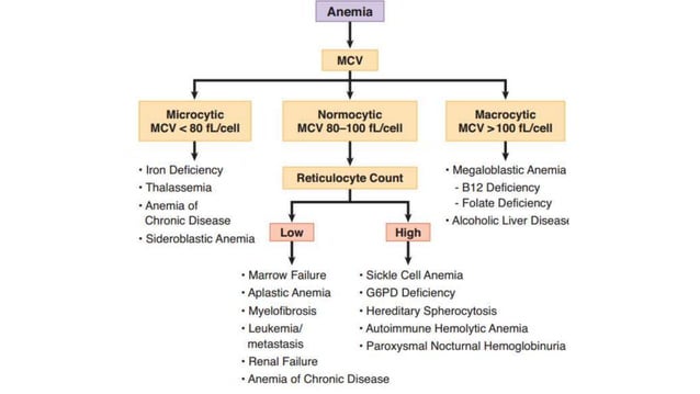 pathology of Anemia | PPTX