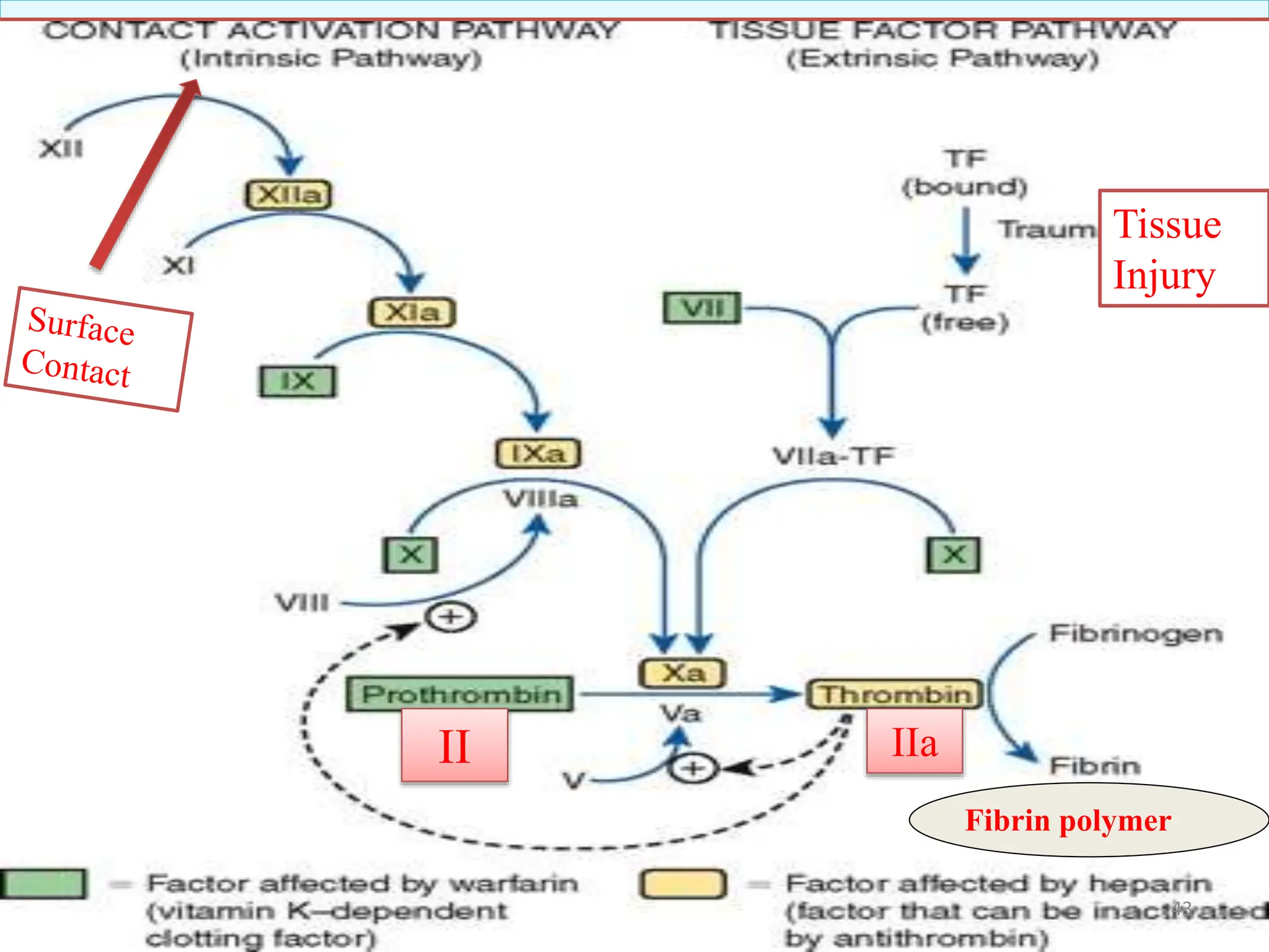 Anemia and antianemic drugs For med.pptx
