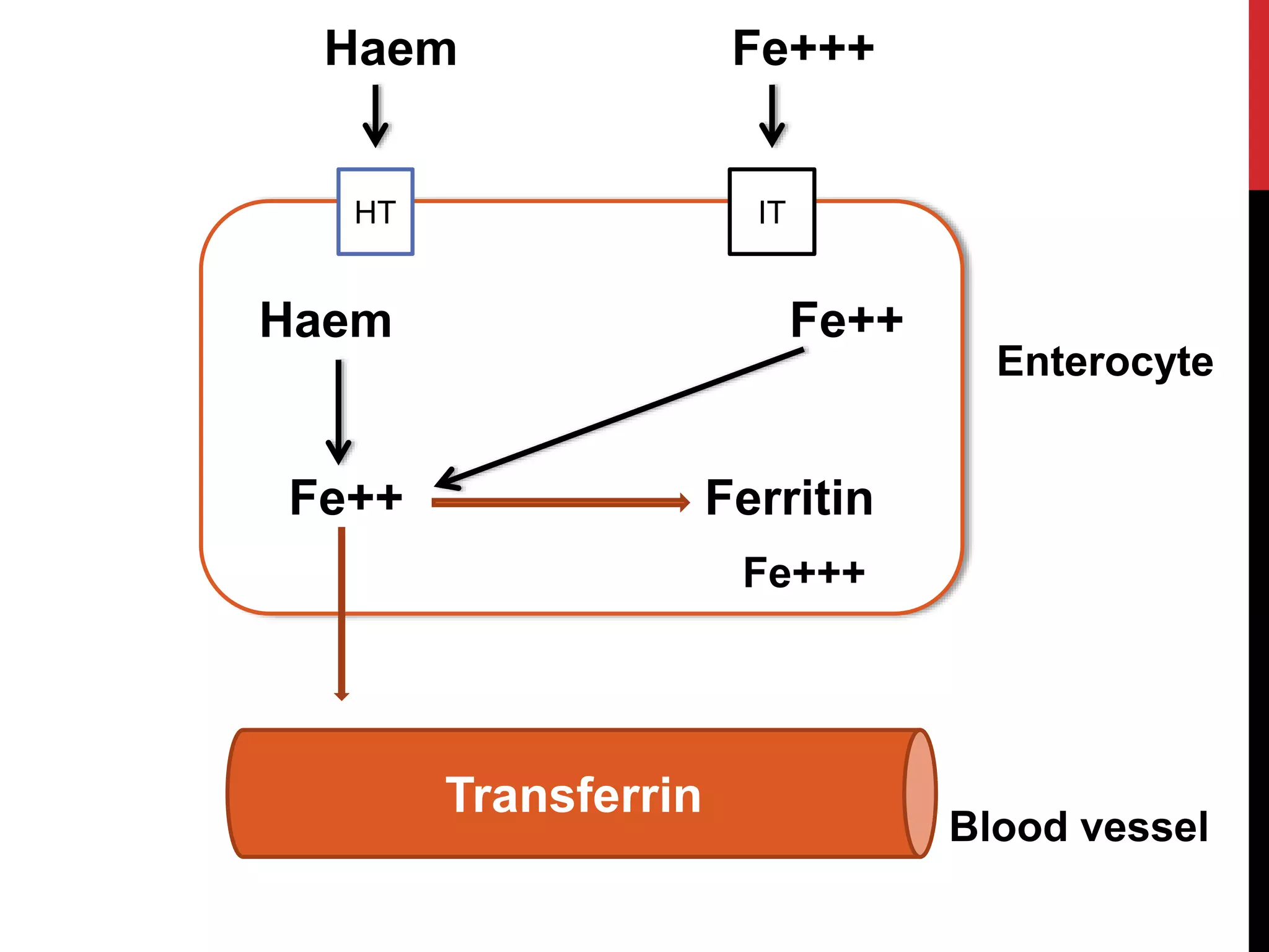 Anemia and Jaundice.pptx