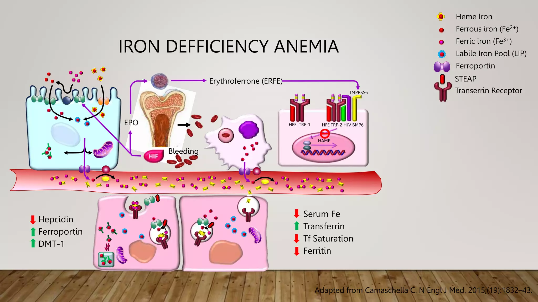 Anemia Def Fe atau Anemia Inflamasi.pptx