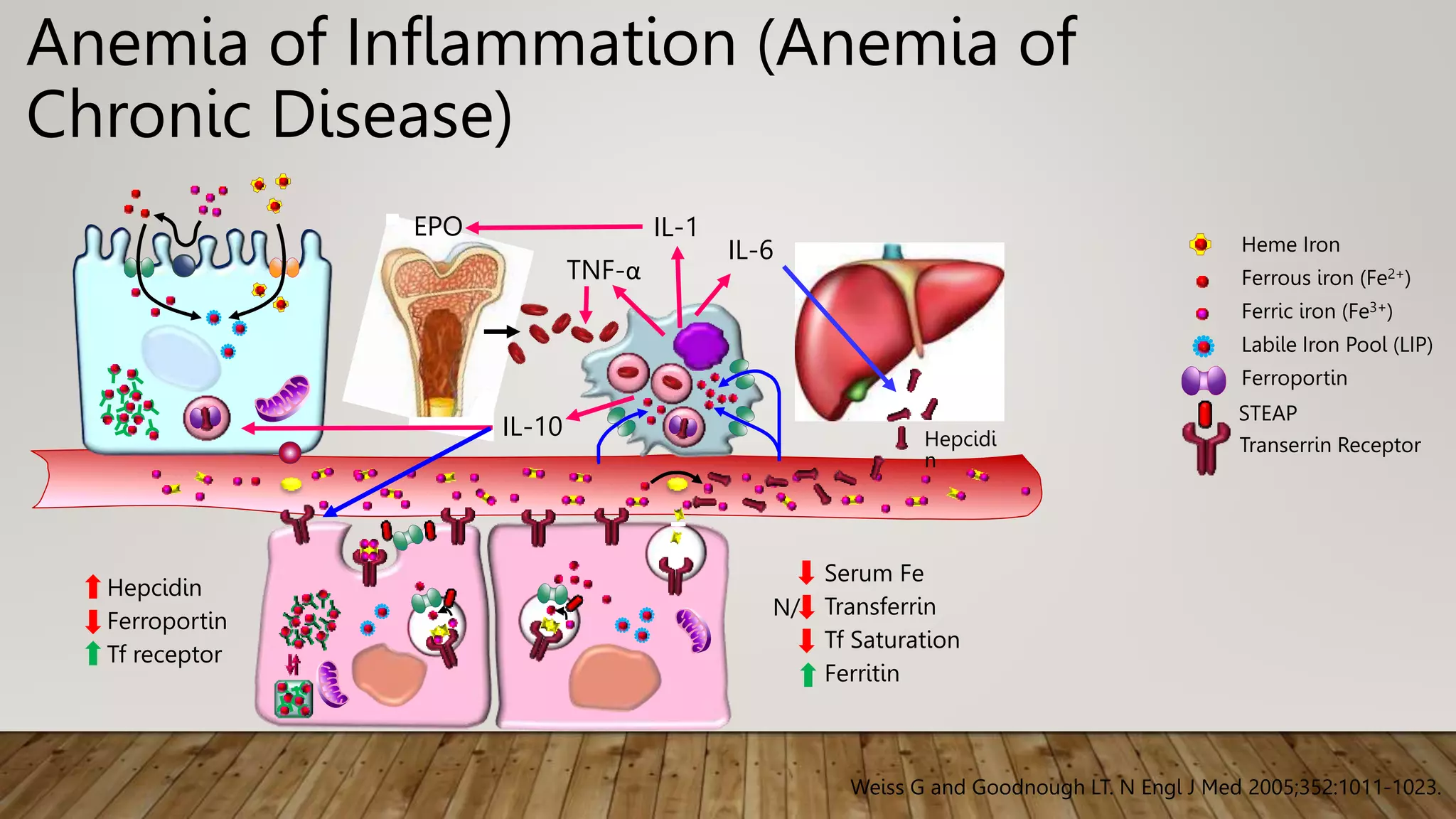 Anemia Def Fe atau Anemia Inflamasi.pptx
