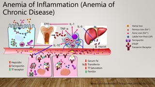 Anemia Def Fe atau Anemia Inflamasi.pptx