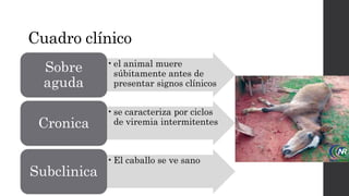 Anemia infecciosa equina | PPTX