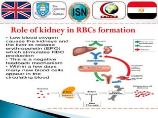 Anemia in ckd patients | PDF