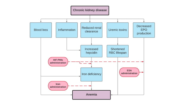 Anemia in CKD Treatment Guidelines kdigo | PPTX | Blood Disorders ...