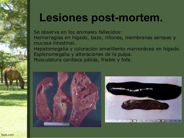 Anemia infecciosa equina