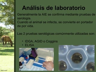 Anemia infecciosa equina | PPT