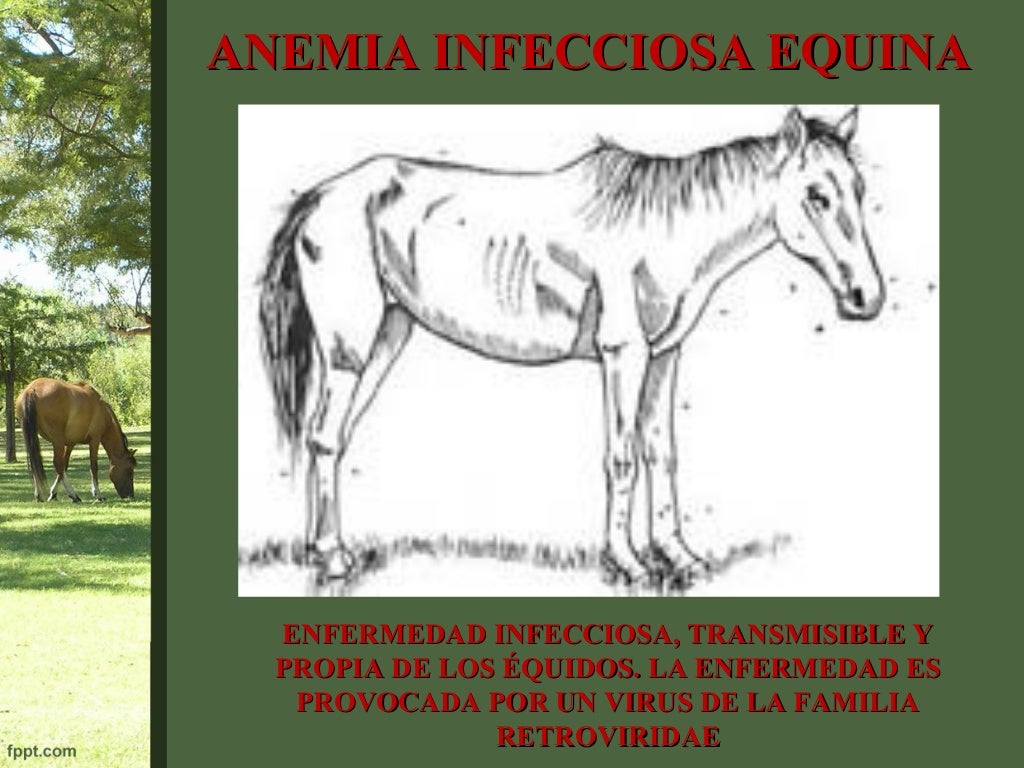 Anemia infecciosa equina